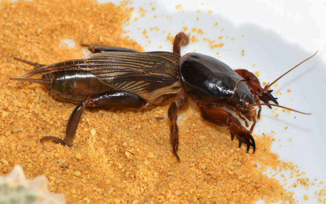 How to Get Rid of Florida Lawn Pests