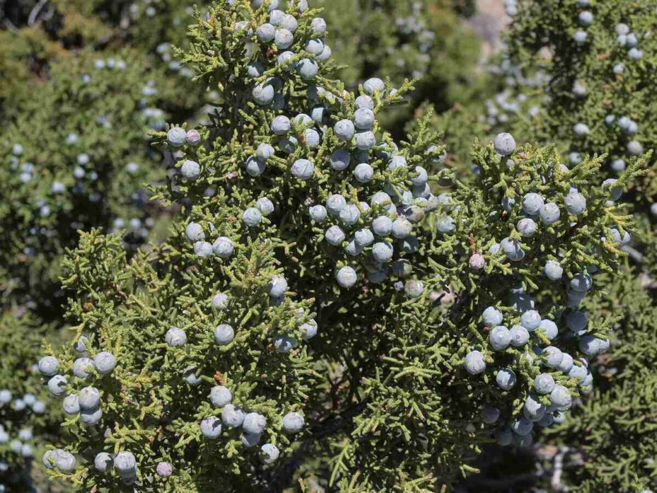 10 Best Drought-Tolerant Trees