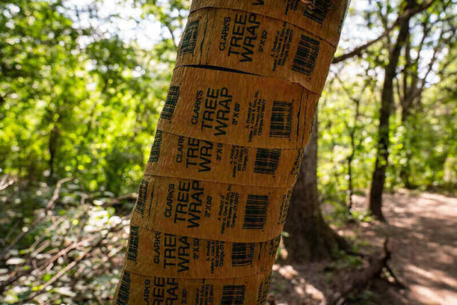 Tree Wrap: What It is, Why to Use It, and How