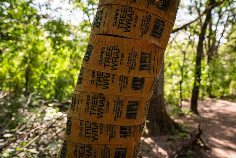 Tree Wrap: What It is, Why to Use It, and How