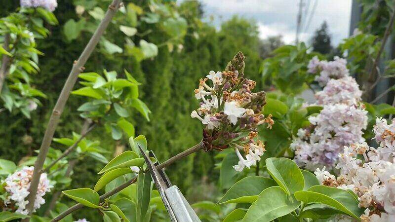 How to Prune Lilac Bushes Like a Pro