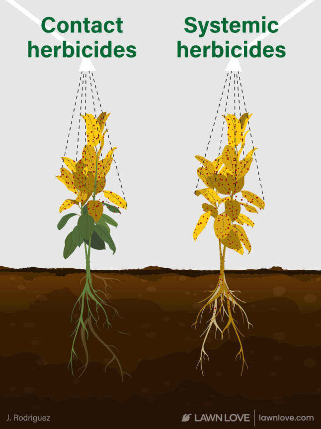 How to Get Rid of Dandelions - Lawnstarter