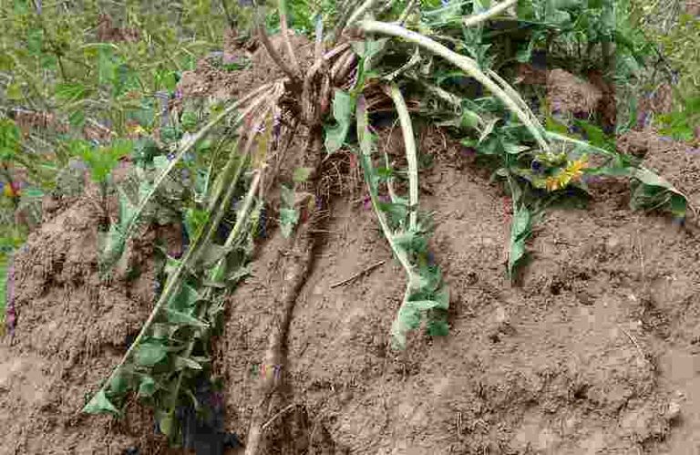 How to Get Rid of Dandelions