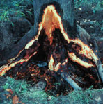 Maple Tree Diseases and How to Treat Them