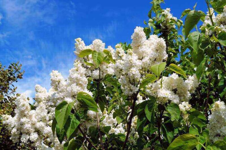 How to Prune Lilac Bushes Like a Pro