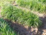 Guide to Growing Perennial Ryegrass