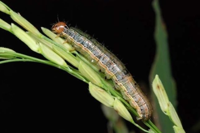 How to Get Rid of Armyworms in the Garden