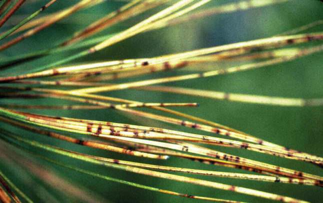 Pine Tree Diseases and How to Treat Them