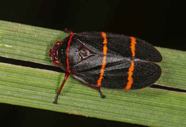 How to Get Rid of Florida Lawn Pests