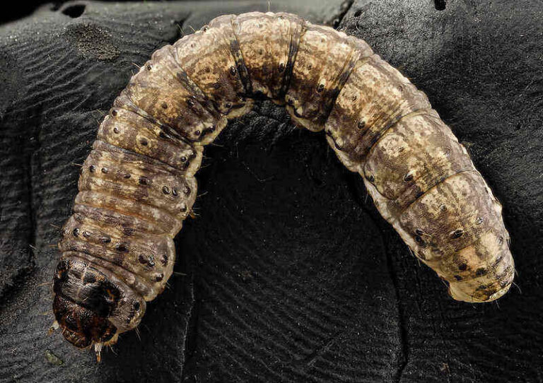 15 Common Insect Pests Damaging Your Lawn