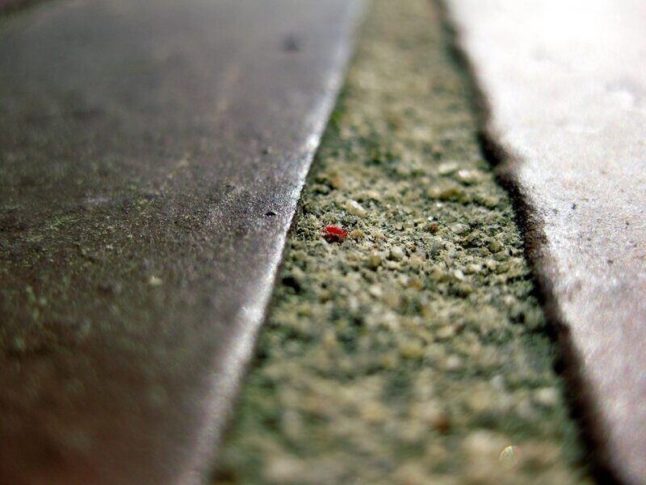 How to Get Rid of Chiggers in Your Yard