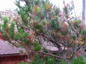 Pine Tree Diseases and How to Treat Them