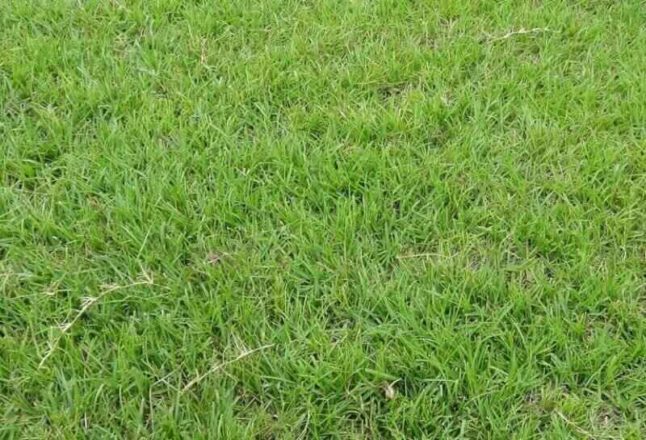 Best Grass Seed for Alabama