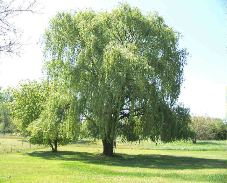 Tree Shapes for Your Yard