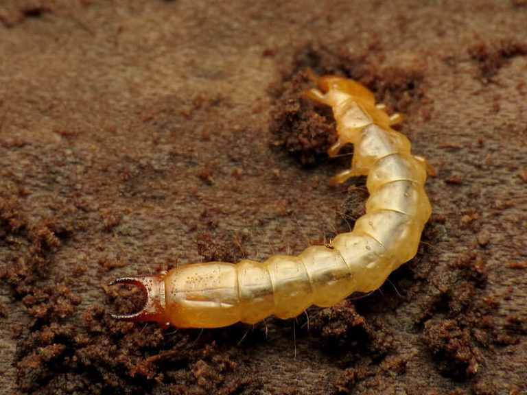 Lawn Grubs: How and When to Kill Them - Lawnstarter