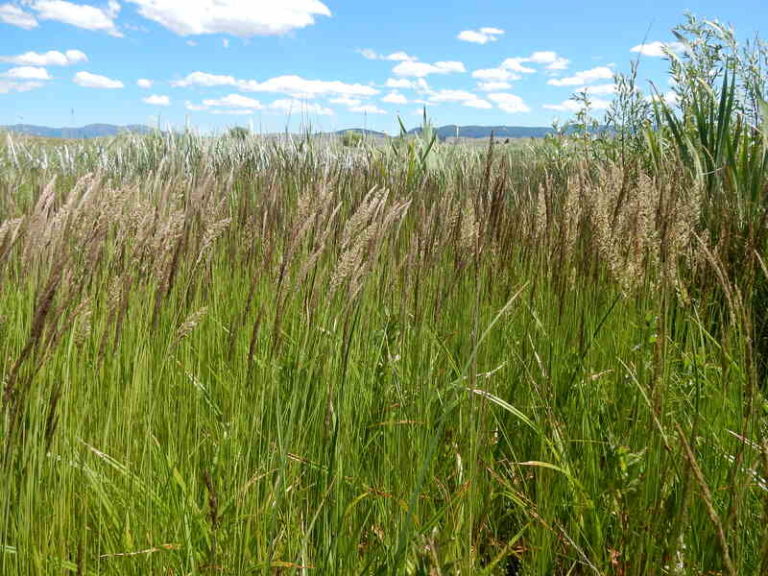 Native Grasses: Are They Right for Your Lawn?