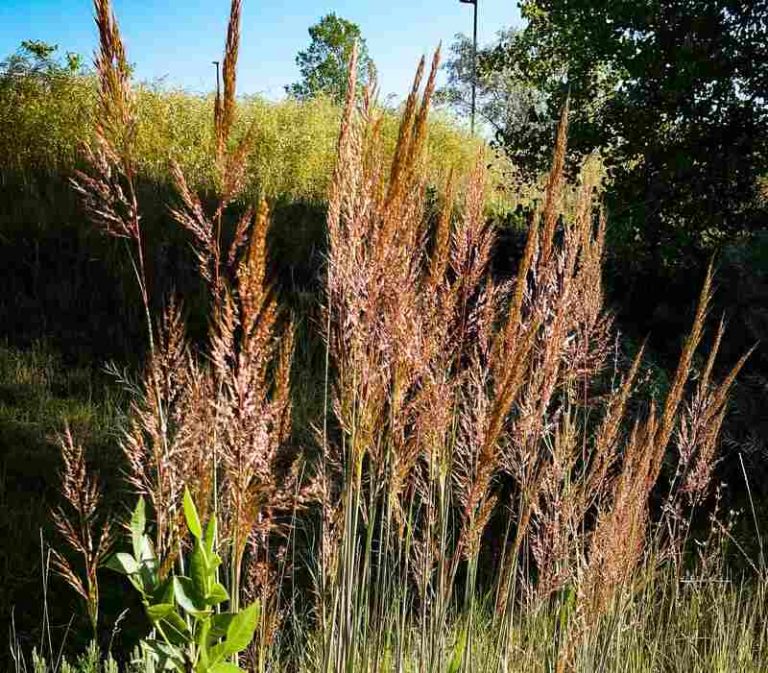 Native Grasses: Are They Right for Your Lawn?