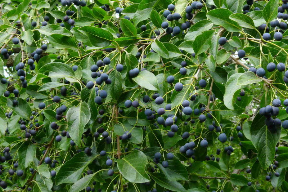 Best Disease-Resistant Trees