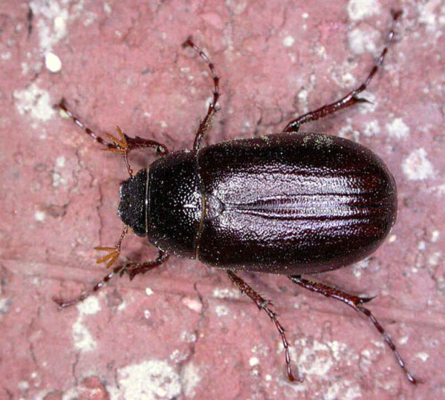 Lawn Grubs: How and When to Kill Them