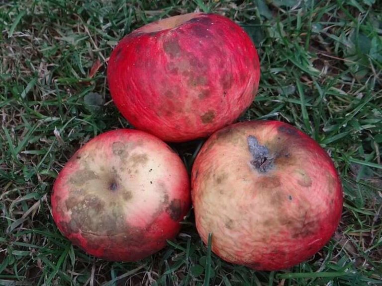 Apple Tree Diseases and How to Treat Them