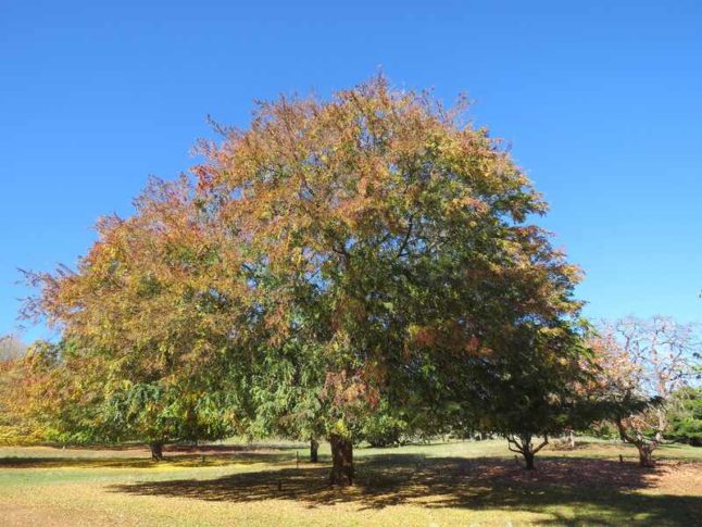 6 Best Trees to Plant in Houston