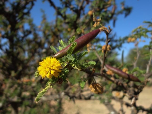 9 Best Native Trees for Phoenix