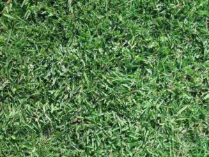 Native Grasses: Are They Right for Your Lawn?