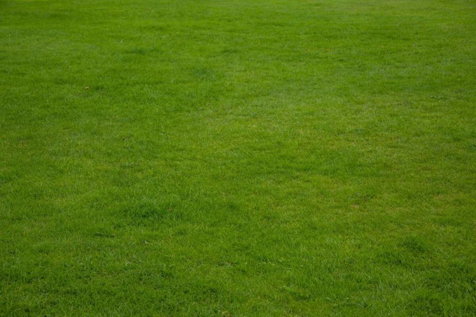 How to Keep Your Grass Alive in Record Heat (Tips from LawnStarter Pros)