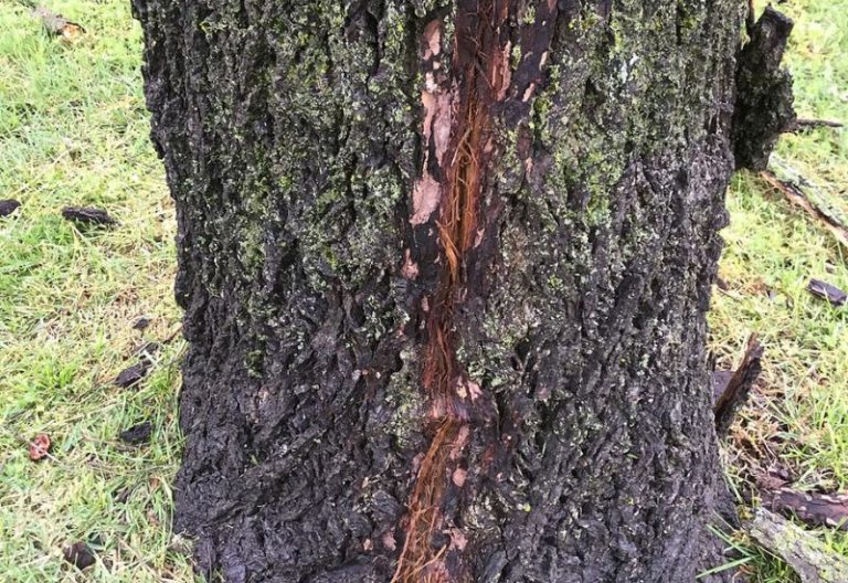 13 Signs Your Tree is Dying