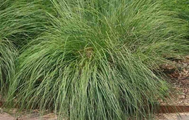 Top 10 Drought-Tolerant Grasses for Your Yard