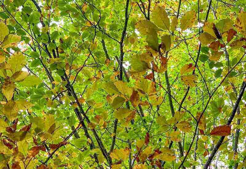 How to Take Care of Trees During a Drought