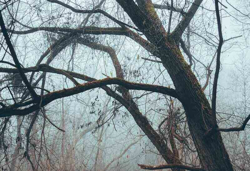 How to Take Care of Trees During a Drought