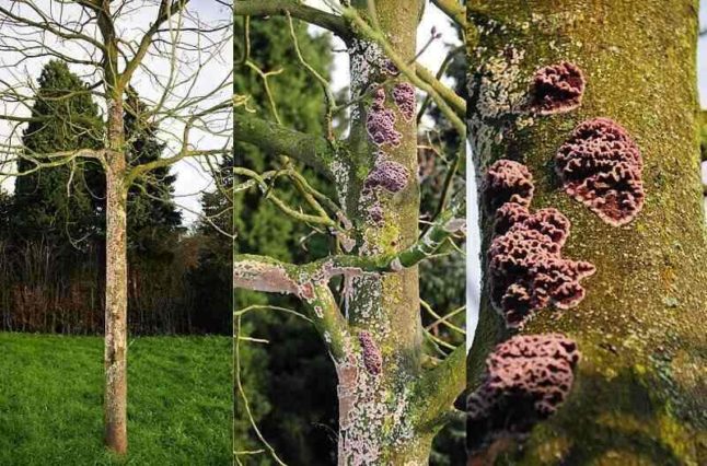 How to Save a Dying Tree