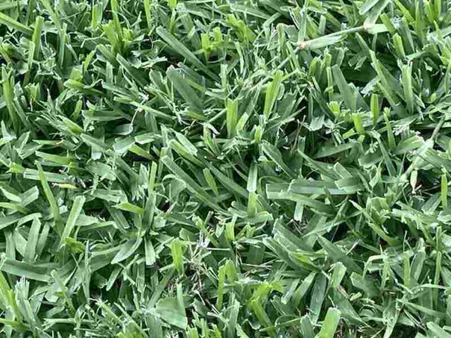 Top 10 Drought-Tolerant Grasses for Your Yard