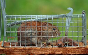 How to Get Rid of Voles in Your Yard: 7 Proven Methods