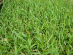 7 Best Types of Grass for Florida Lawns