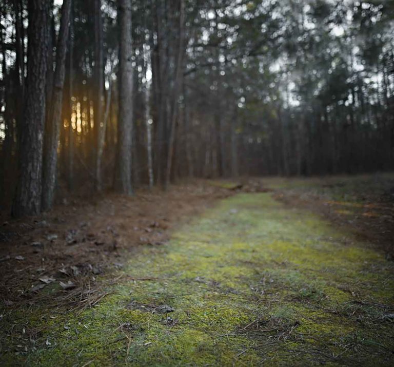 How to Grow a Moss Lawn: Pros & Cons