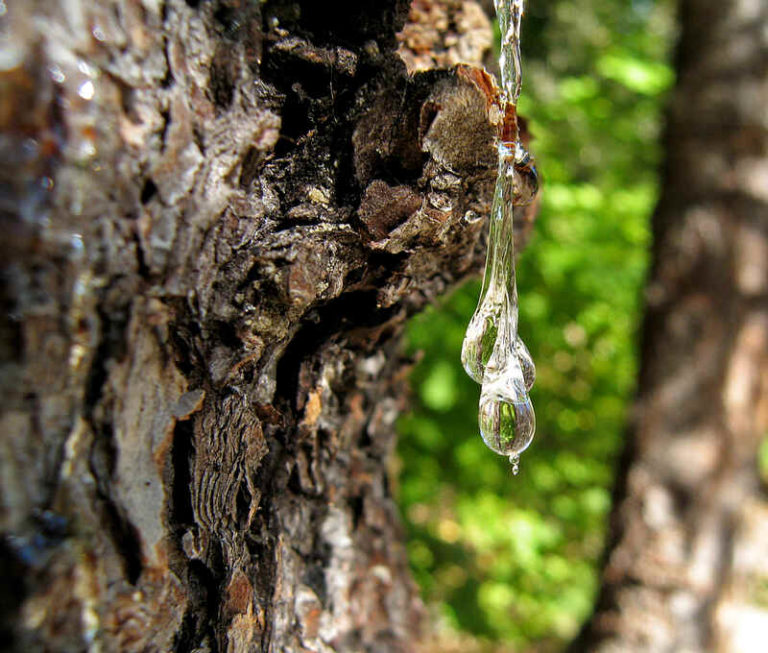 Why Is My Tree Leaking Sap?