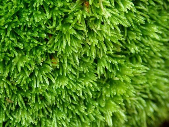 How to Grow a Moss Lawn: Pros & Cons