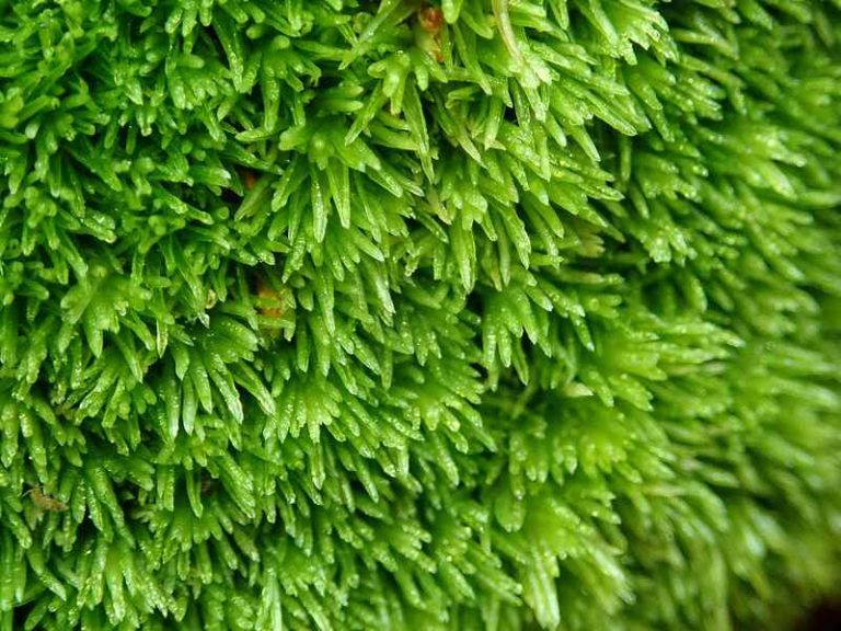 How to Grow a Moss Lawn: Pros & Cons