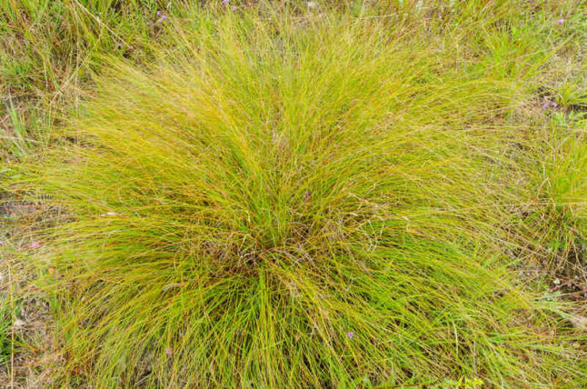 Native Grasses: Are They Right for Your Lawn?