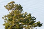 22 Pennsylvania Native Plants