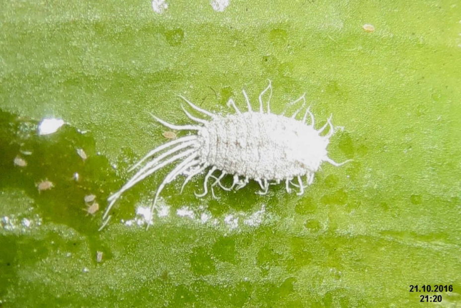 How to Get Rid of Mealybugs on Your Plants