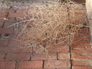 Everything You Need to Know About Tumbleweeds
