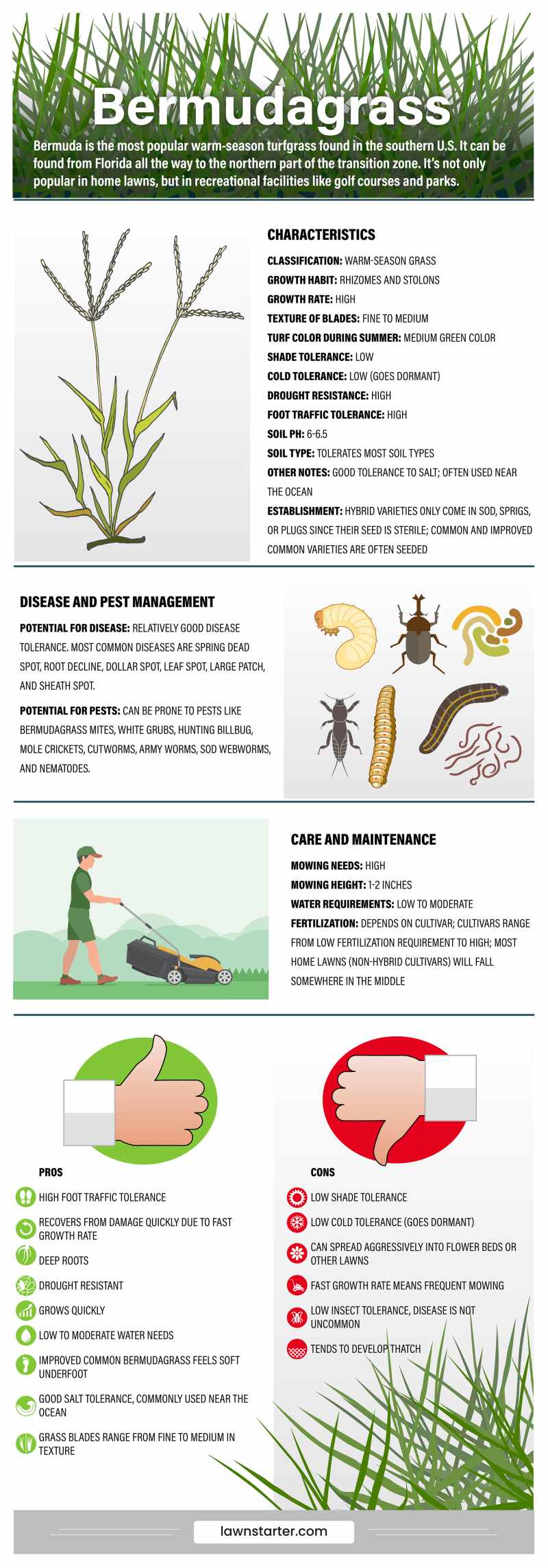 Bermudagrass Guide: Types, Traits, and Care