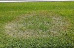 How to Identify, Control, and Prevent Summer Patch Lawn Disease
