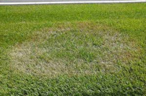 How to Identify, Control, and Prevent Summer Patch Lawn Disease