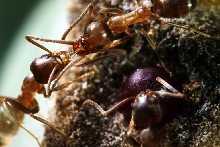 8 Types of Ants That Can Damage Your Yard