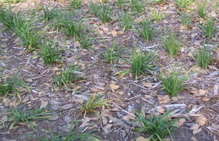 What are Grass Plugs and How to Use Them