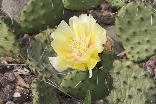 5 Native Plants That Will Withstand the Cold in Colorado Springs